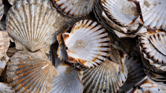 TRU All Natural Sea Scallops - Trulucks